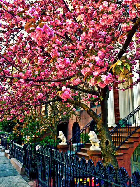 Spring In NYC (Gallery) ~ Hello, Big Apple