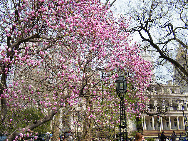 Spring In NYC (Gallery) ~ Hello, Big Apple