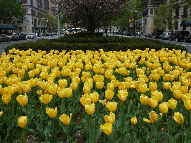 Spring In NYC (Gallery) ~ Hello, Big Apple